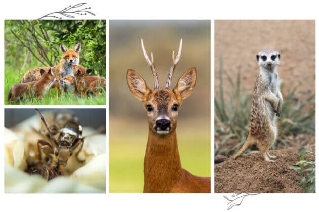 An Ultimate Guide to Wildlife Photography | Creative Hut