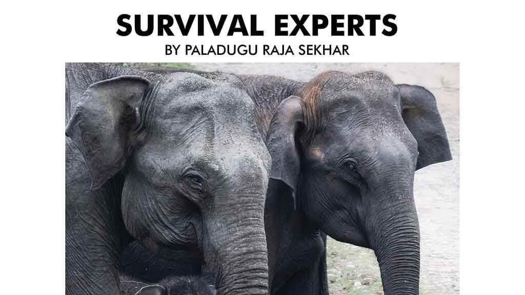 Survival Experts by P.Raja Sekhar | Wildlife Portfolio | Creative Hut