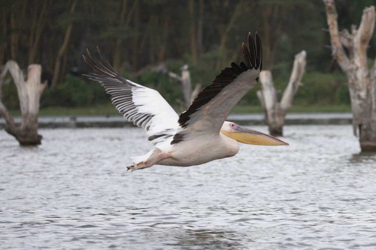 Lens structure and function by Abin Alex