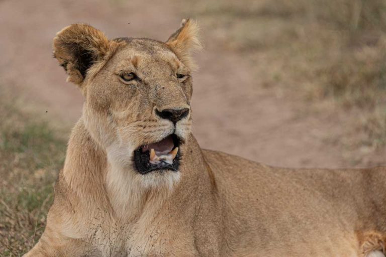 Lens structure and function by Abin Alex