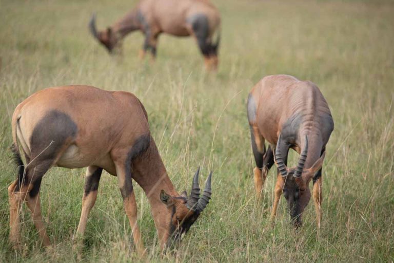 Lens structure and function by Abin Alex