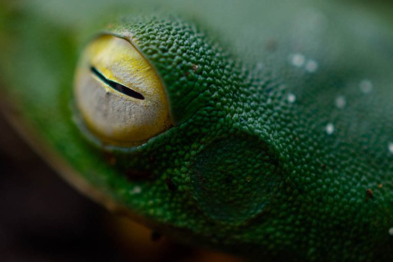 Lens structure and function by Abin Alex