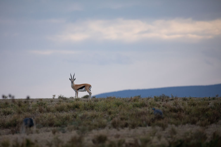 Lens structure and function by Abin Alex