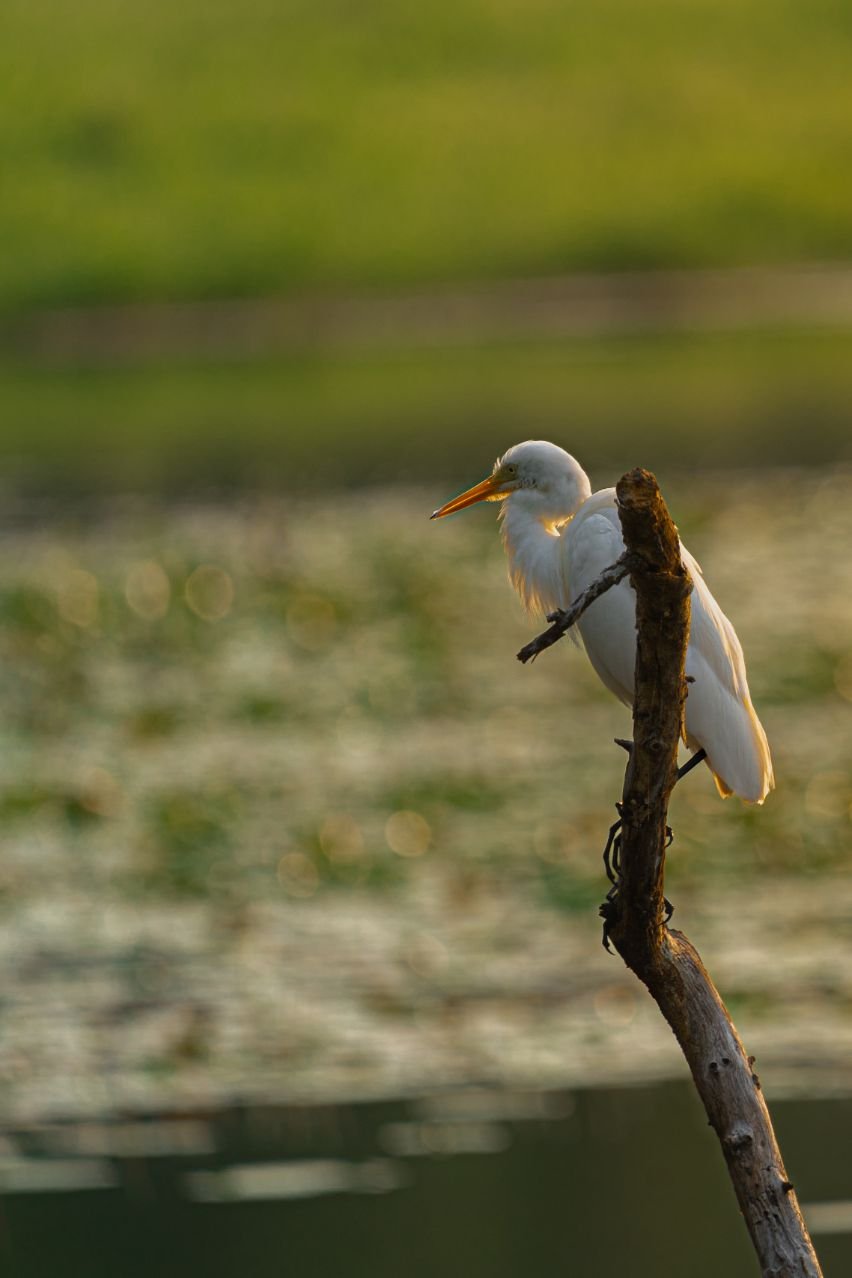 Capturing the Wonders of Wildlife in their Natural Habitats"