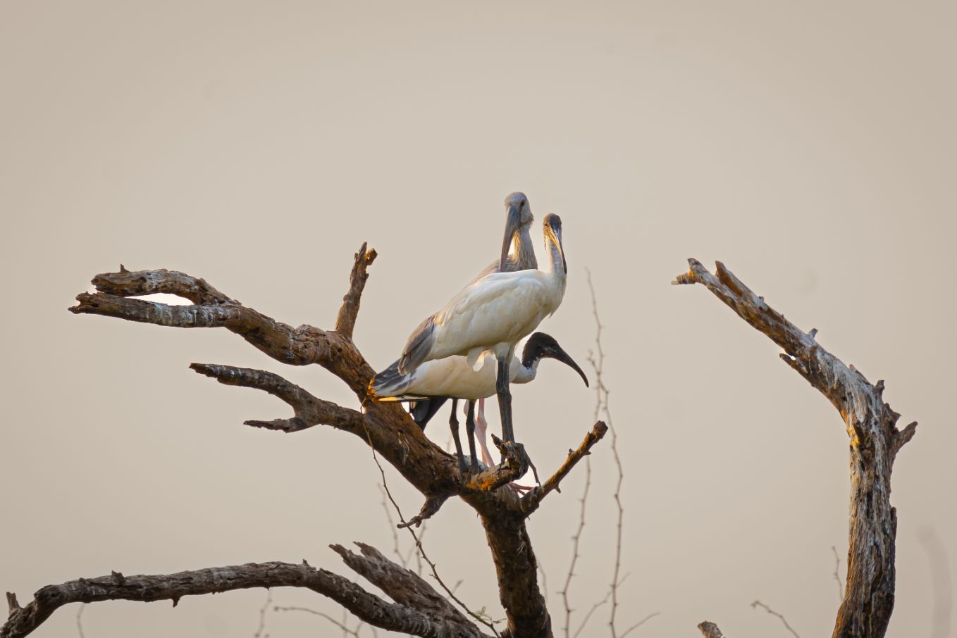 Herbivores by Vinod korakuti