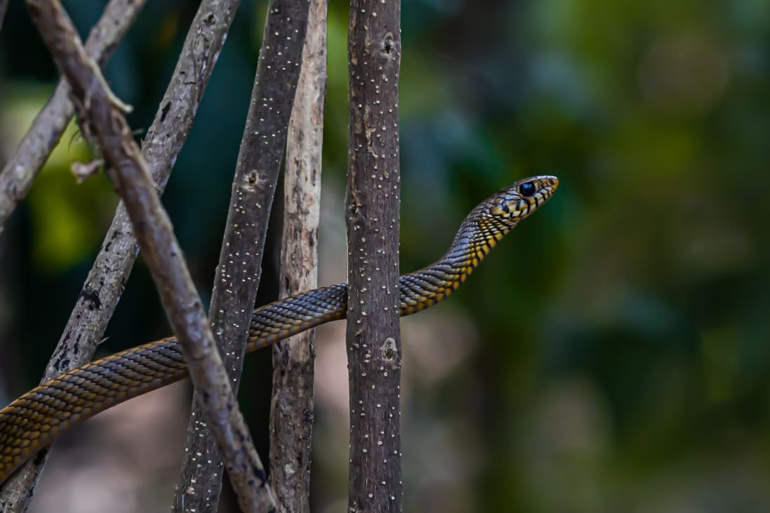 In Harmony with Nature: Exploring the Art of Animal Photography