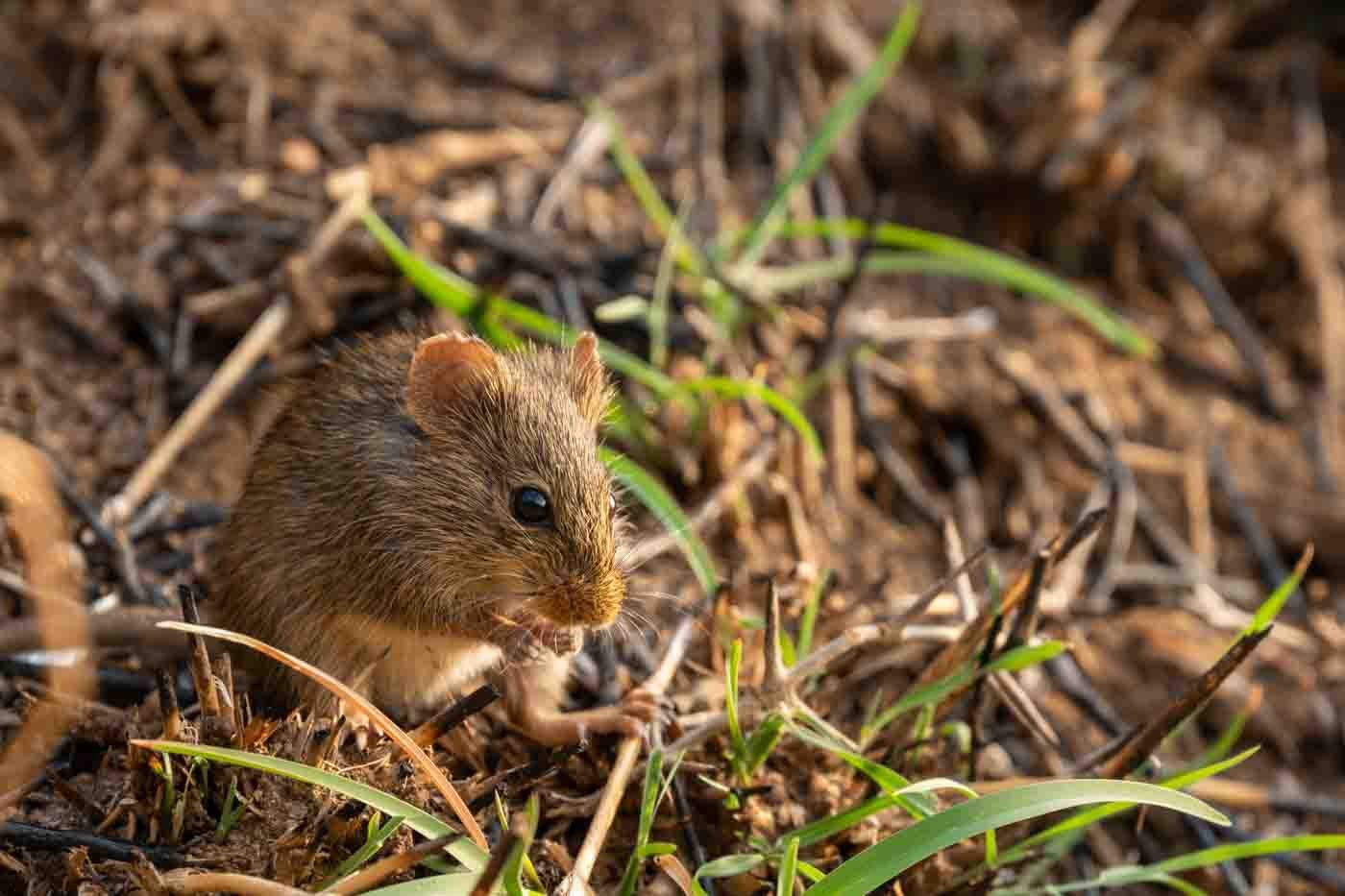 Nature's Creatures | Rachana Nayak | Karnataka
