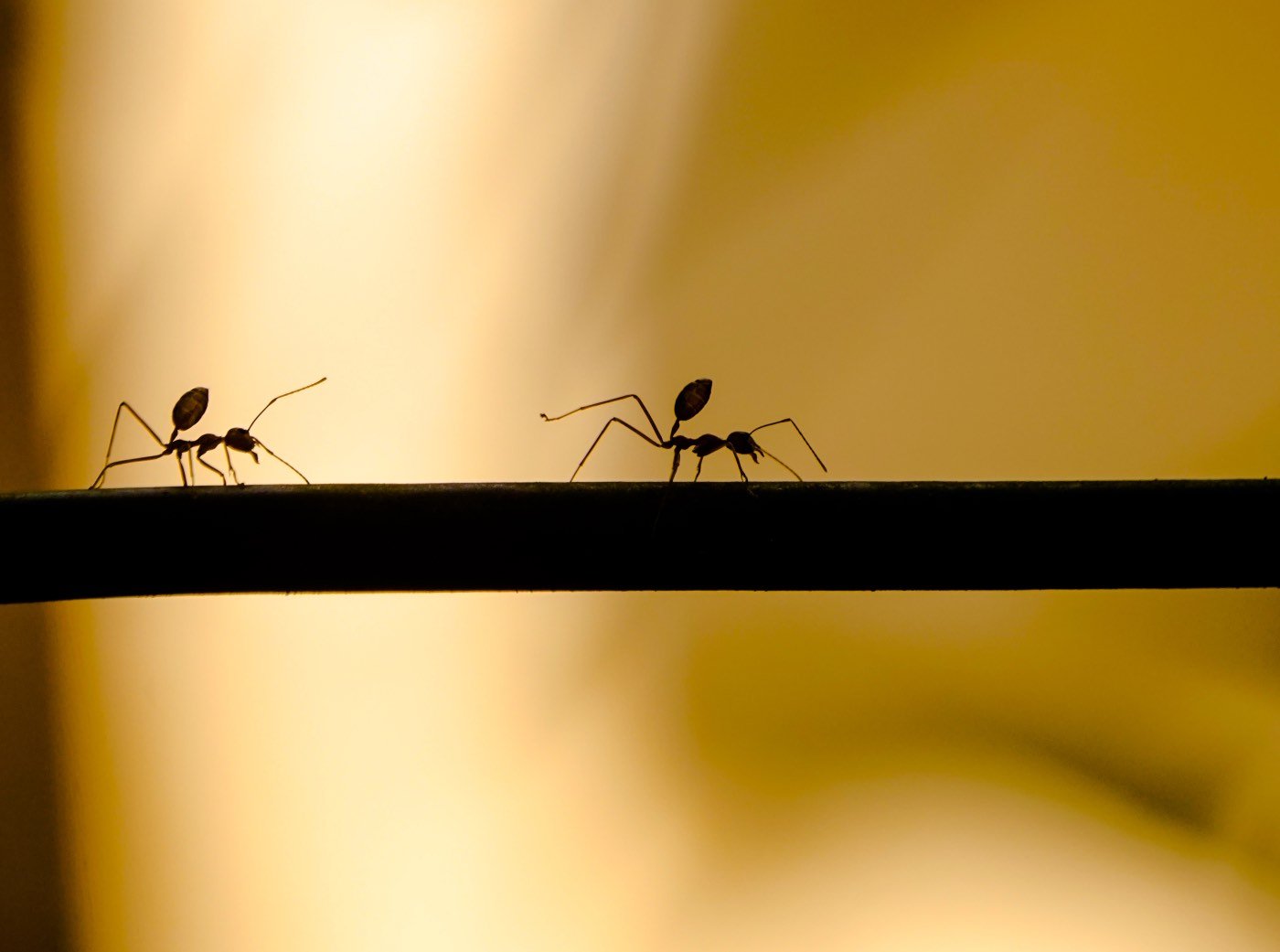 Hexapoda | Aswin K | Kozhikode