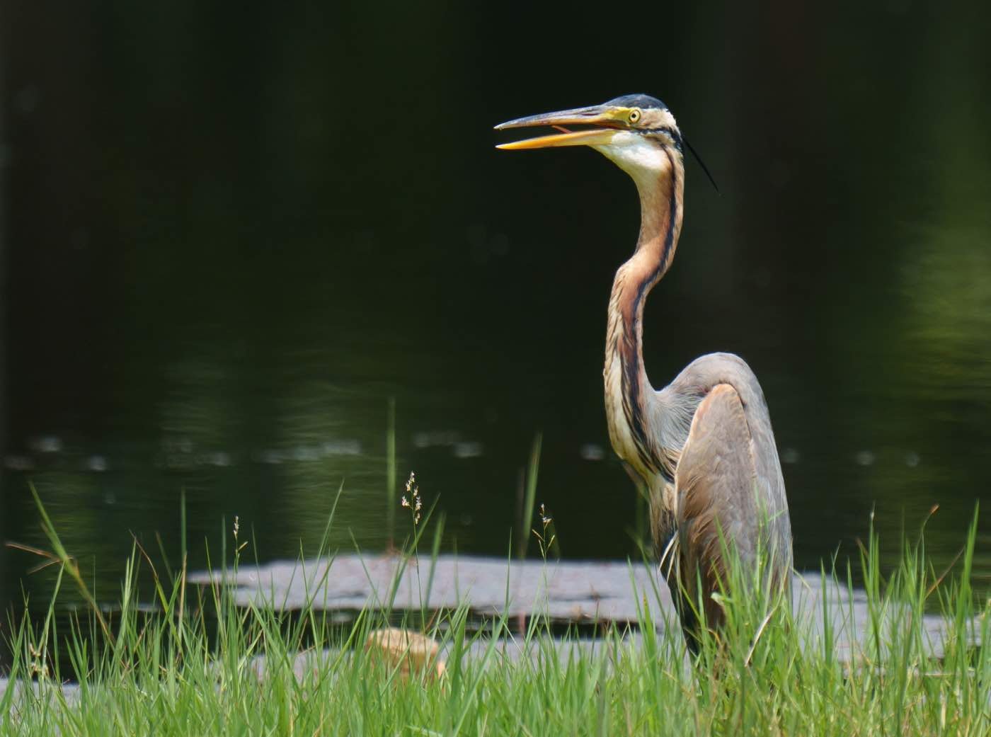 Carnivorus | Aswin K | Kozhikode