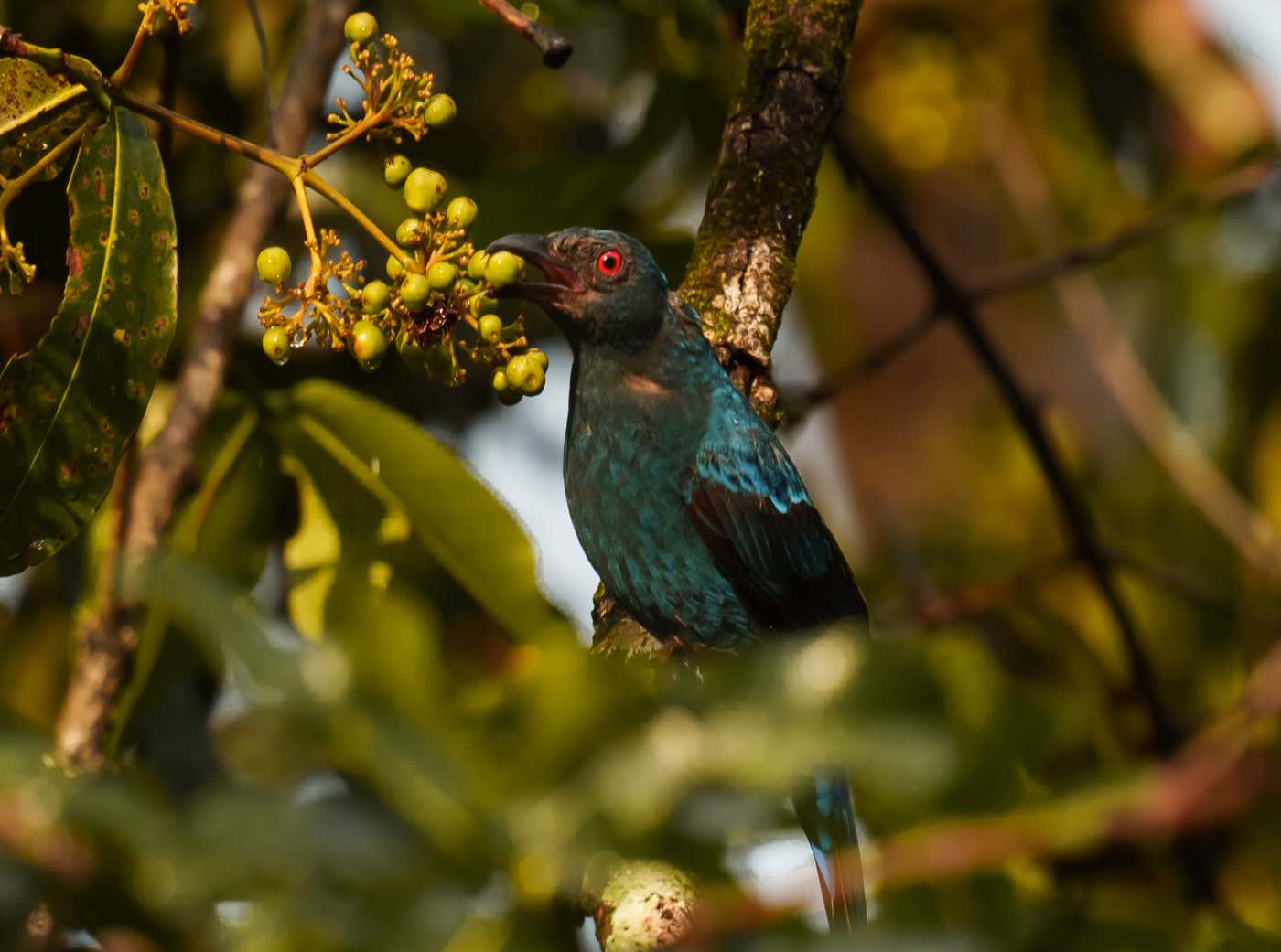 AVES | Aswin K | Kozhikode