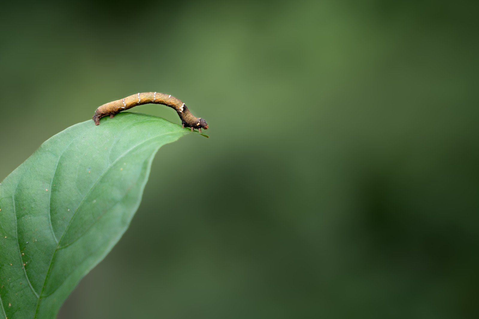 Crawling charm | By S Athira | Trivandrum | Creative Hut