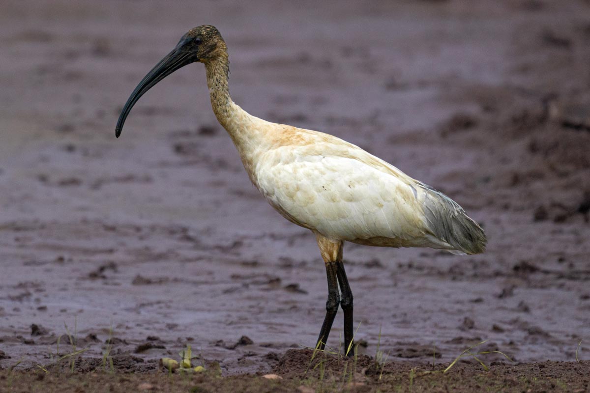 Birds Beauty |By Tejas Deo | Jabalpur| MP |Creative Hut