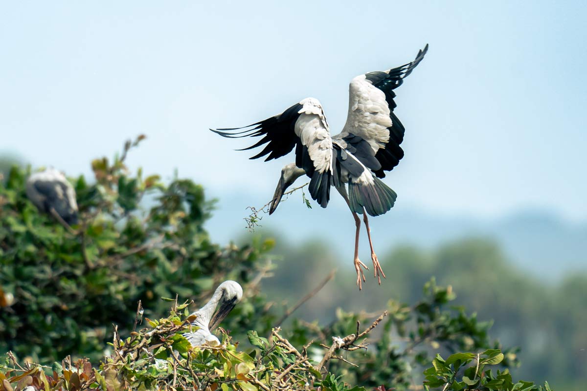 Winged | By Architha B | Sholinghur, Tamil Nadu | Creative Hut