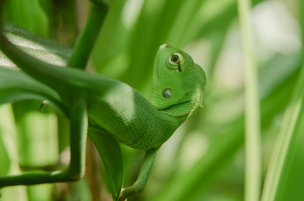Macro Lizards | By Emmadi Pavan | Telangana | Creative Hut