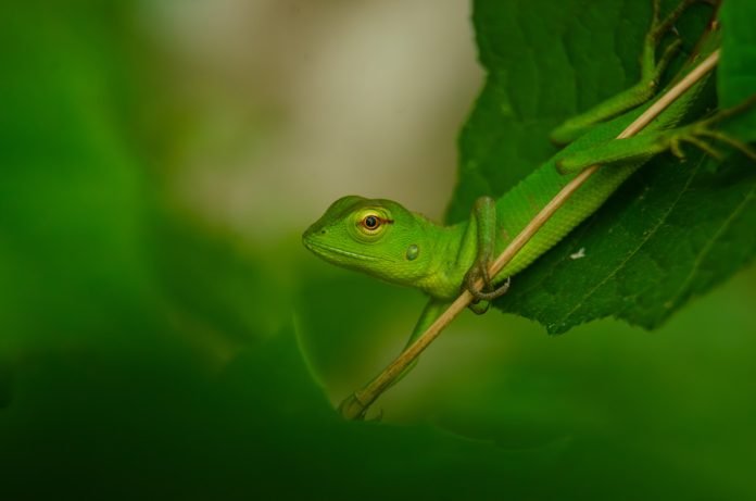 Macro Lizards | By Emmadi Pavan | Telangana | Creative Hut