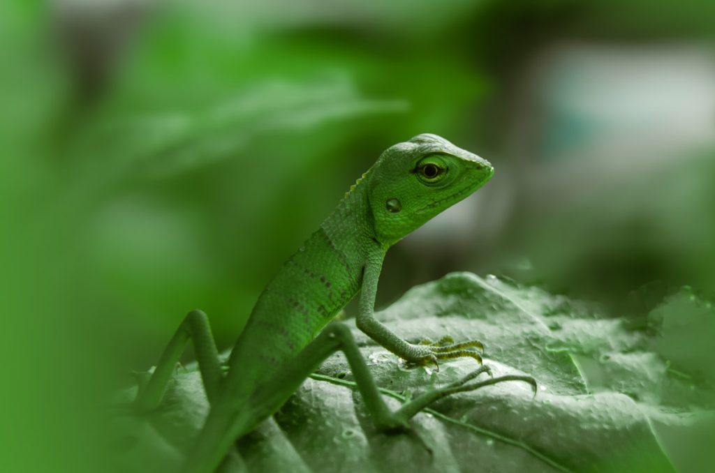 Macro Lizards | By Emmadi Pavan | Telangana | Creative Hut