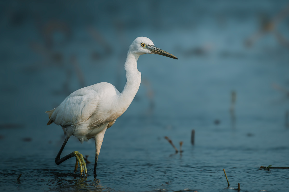 Egret Flight | Rohan Reji Sajan | Ernakulam | Creative Hut