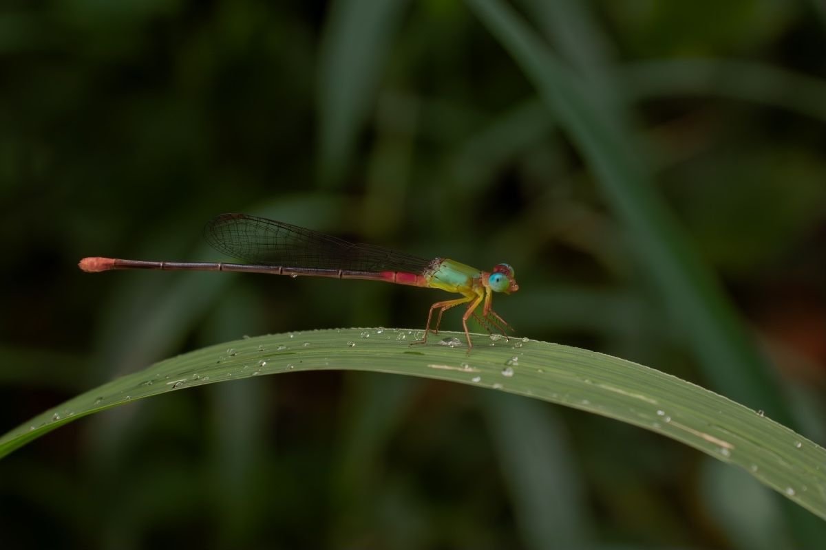 Insect Harmony | Surya N Sundaran | Mattakkara | Creative Hut