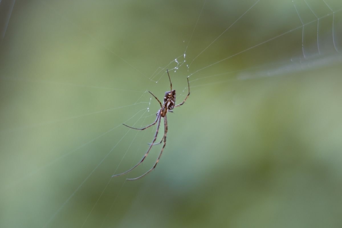 Arachnid Art | Adithya A | Mattakkara | Creative Hut