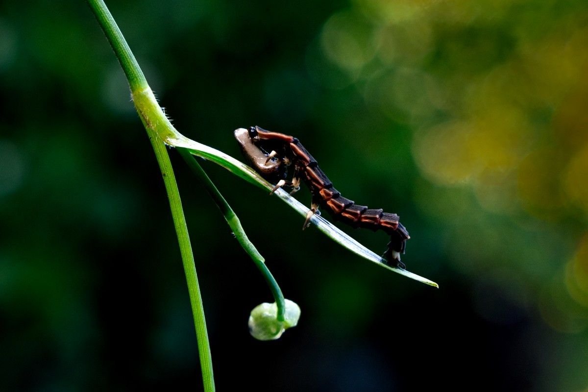 Leafy world | Ajay Narayanan K | Mattakkara | Creative Hut