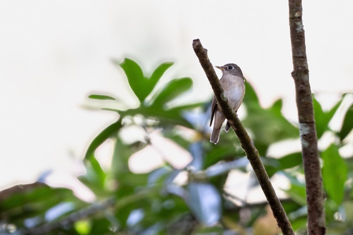 Asian brown fly catcher | John Thomas | Angamaly | Creative Hut