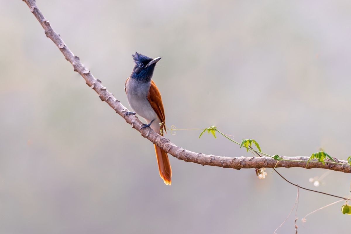 Paradise Fly Catcher | John Thomas | Angamaly | Creative Hut