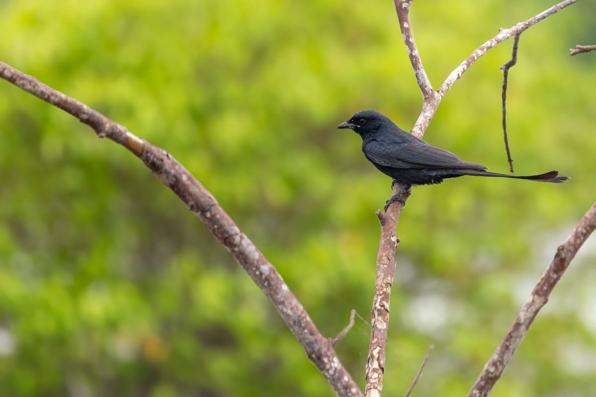 Drongos | John Thomas | Angamaly | Creative hut