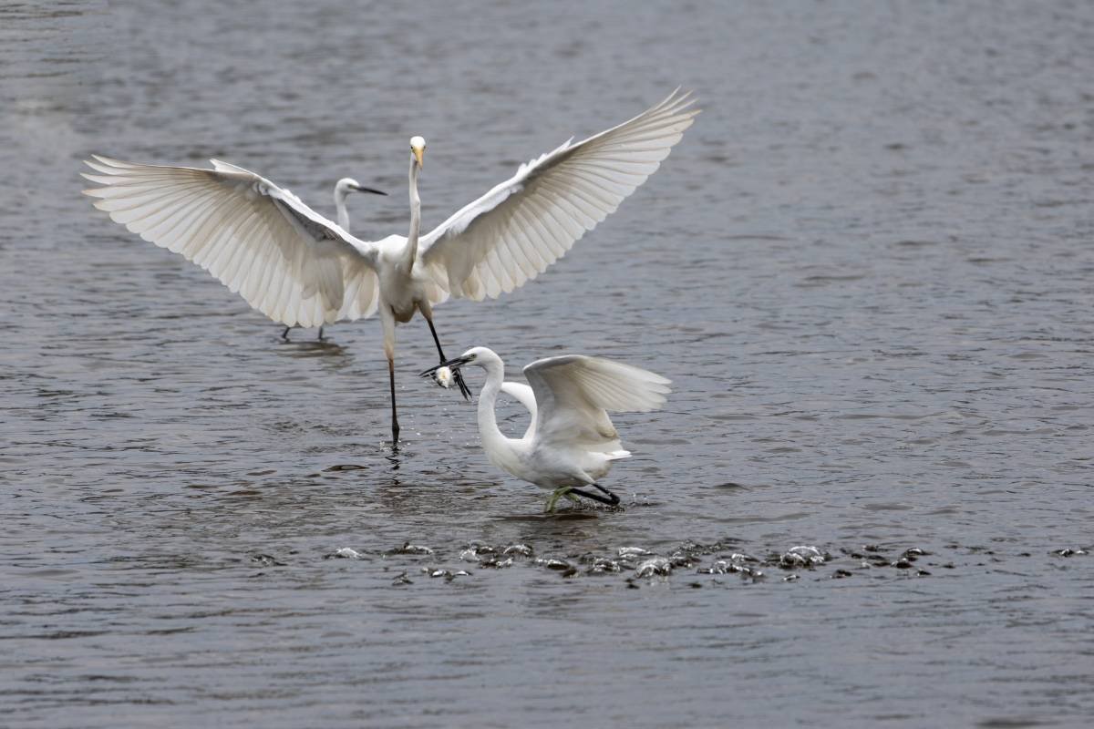 Egrets | John Thomas | Angamaly | Creative Hut