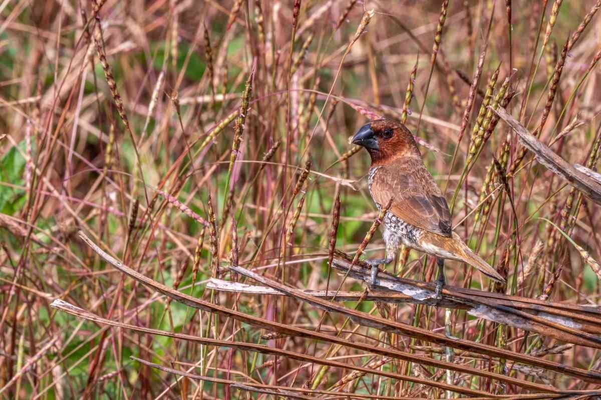 Scaly breasted munia | John Thomas | Angamaly | Creative Hut