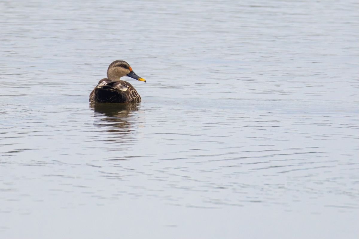 Indian Spot Billed Duck | John Thomas | Angamaly | Creative Hut